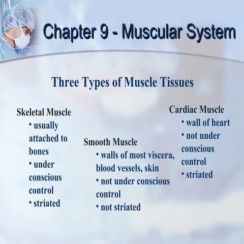 Chapter 9 muscular system | PPT