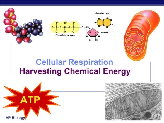 Cellular Respiration PowerPoint | PPT