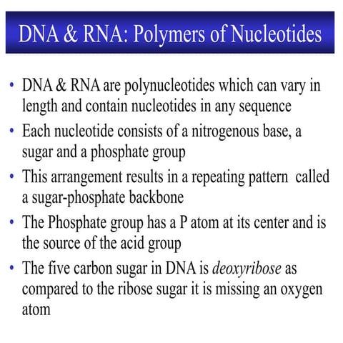 Chapter 9 DNA Replication and Protein Synthesis | PDF