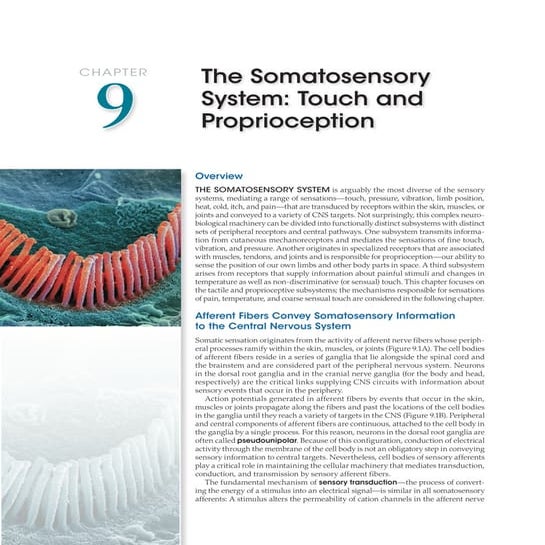 Chapter 9 The somatosensory system touch and proprioception.pdf