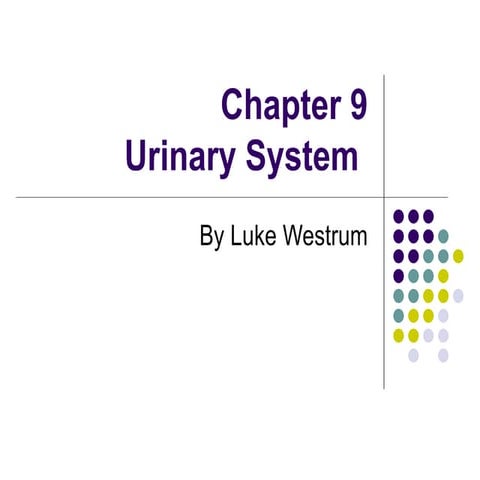 Chapter 9 urinary system | PPT