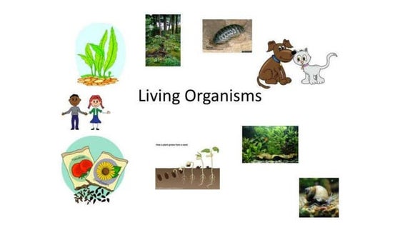 Chapter sensitivity in living organisms | PPTX | Gardening | Home & Garden