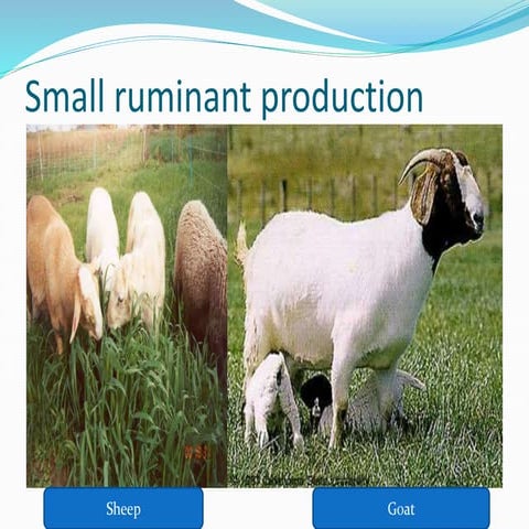 unit 1 : introduction of sheep and goat rearing | PPTX