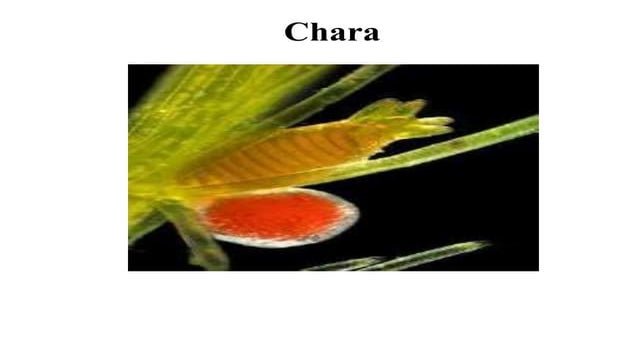 Chara Algae Microscope