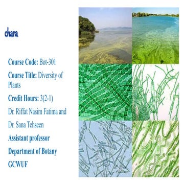 Chara Under Microscope Weitere Fotos Der Armleuchteralge Chara