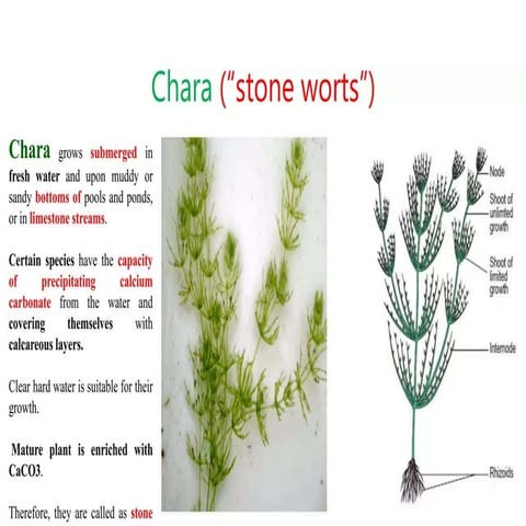 Morphology and Reproductive structures of Chara | PPTX
