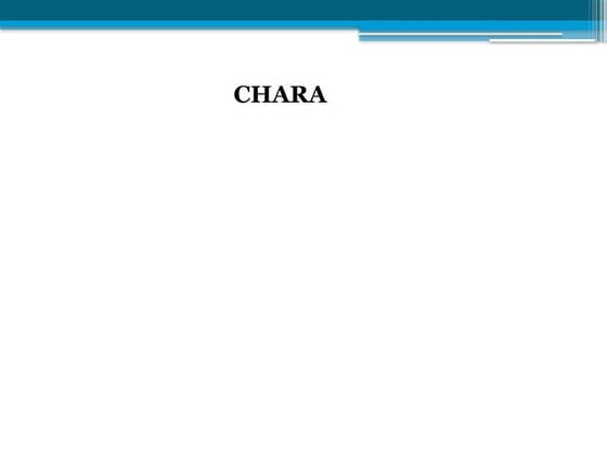 Chara | PPT