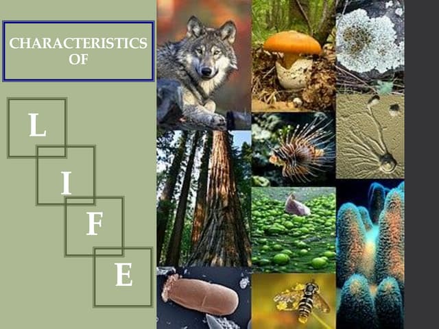 Characteristics of living things | PPT