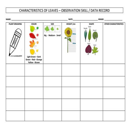CHARACTERISTICS OF LEAVES and OBSERVATION | PDF
