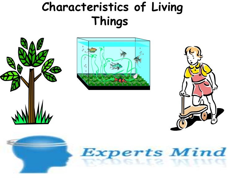 Characteristics Of Living Things characteristics-of-living-things