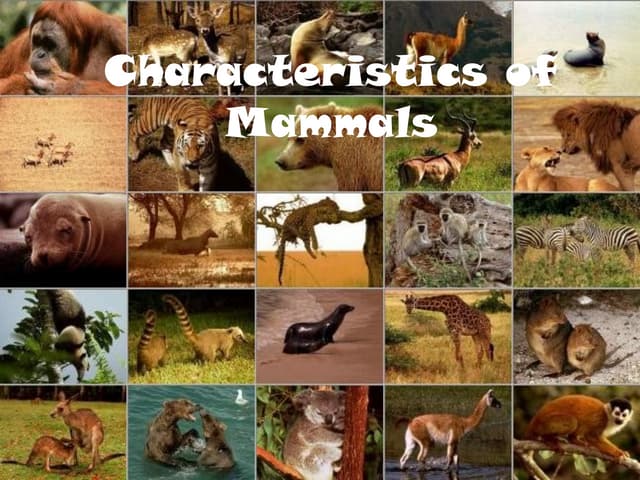 Vertebrates chordata chart | PDF