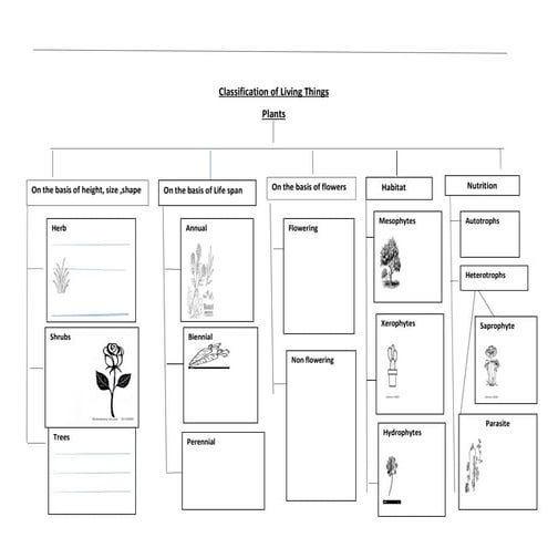 the characteristics of plants mind map.pdf
