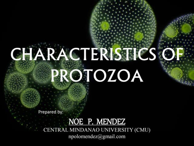 Protozoa Structure | PPT