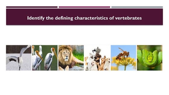 Body Coverings of Animals | PPT