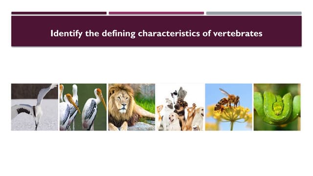 Classification of vertebrates.pptx