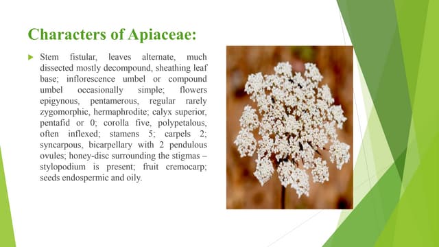 Leaf apex type | PDF