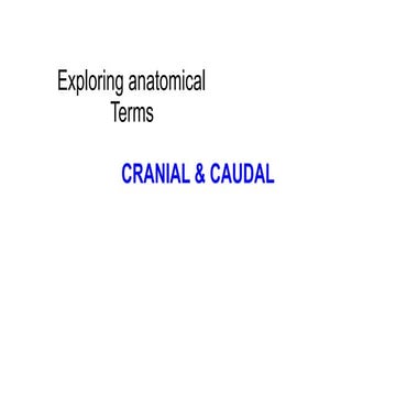 Anatomical positions of cranial and caudal | PPTX