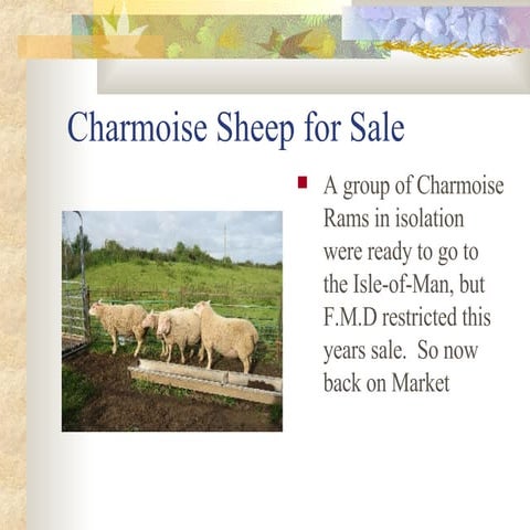 Charmoise Sheep For Sale | PPT