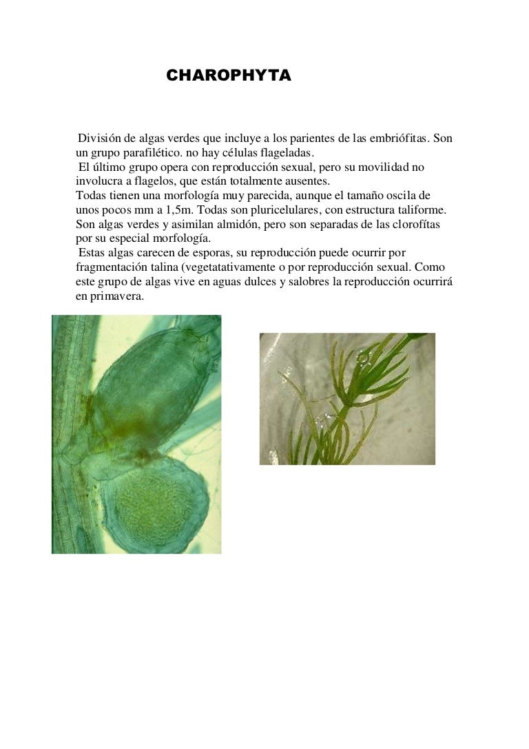 Charophyta