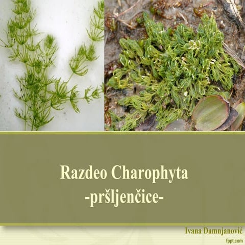 Charophyta | PPT