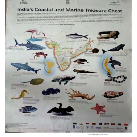 Aquatic Animals Chart