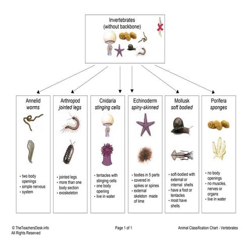 Animal Classification Graphic Organizer