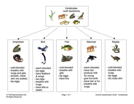 Vertebrates chordata chart | PDF | Reptiles | Pets