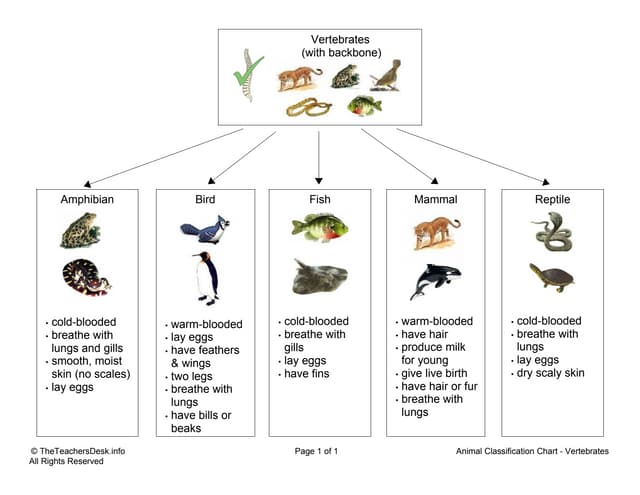 Vertebrates chordata chart | PDF