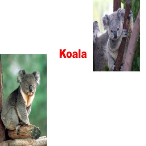Koalas | PPT