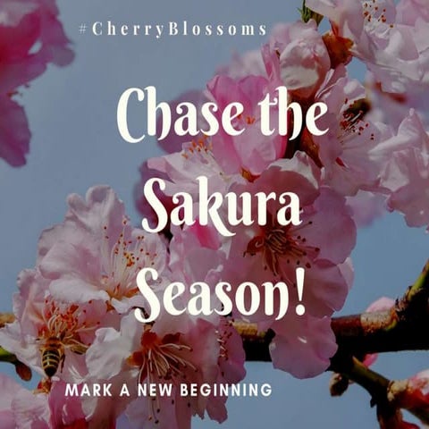 Chase the Sakura Season! | PPT