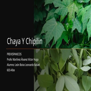 Chaya Y Chipilin plantas para la cocina mediterranea | PPTX