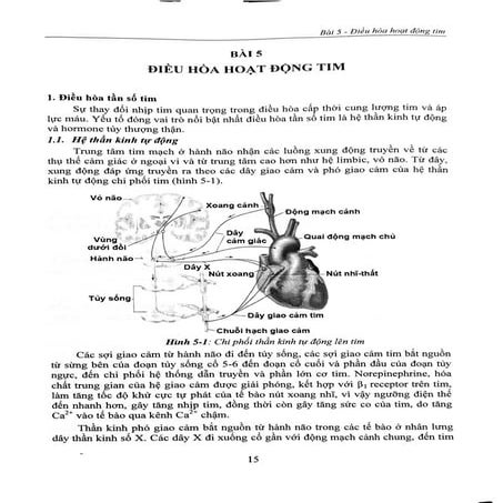 Điều hòa hoạt động của tim | PDF