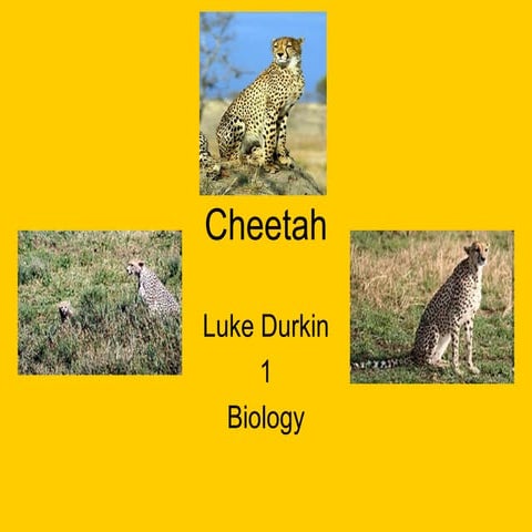 Cheetah | PPT