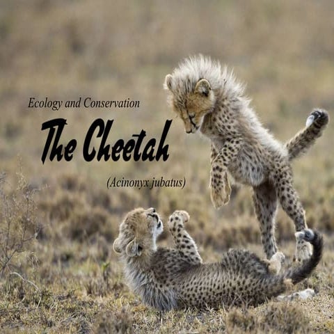Species Presentation- Cheetah's | PPTX