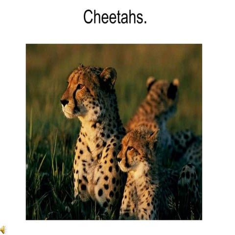 Cheetah Project Done | PPT