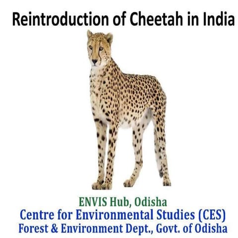 Cheetah reintroduction.pptx | Reptiles | Pets