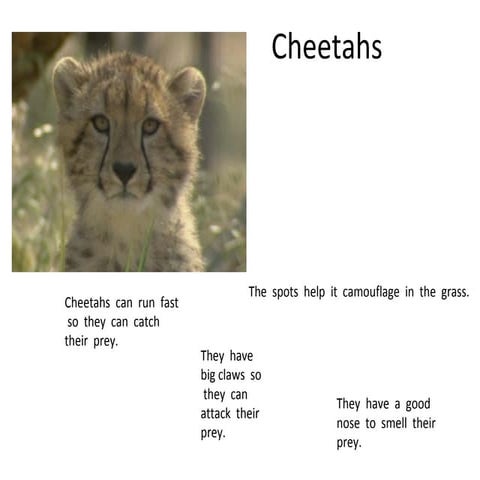 Cheetahs | PPT | Cats | Pets
