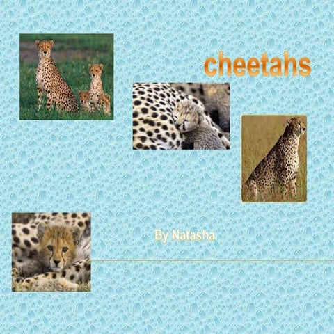 Cheetahs | PPT | Free Download
