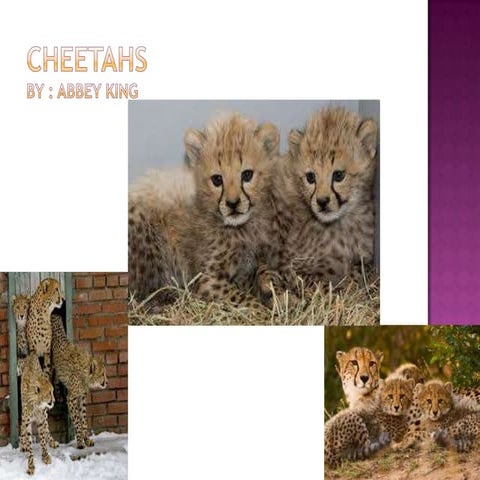 Cheetahs | PPT