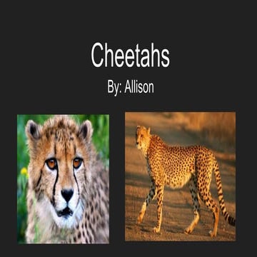Cheetahs | PPT