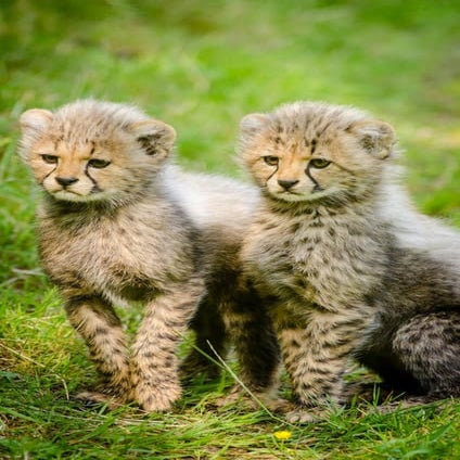 Two cute Cheetas | PDF