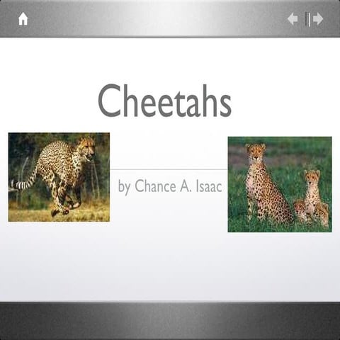 Cheetahs c | PPT