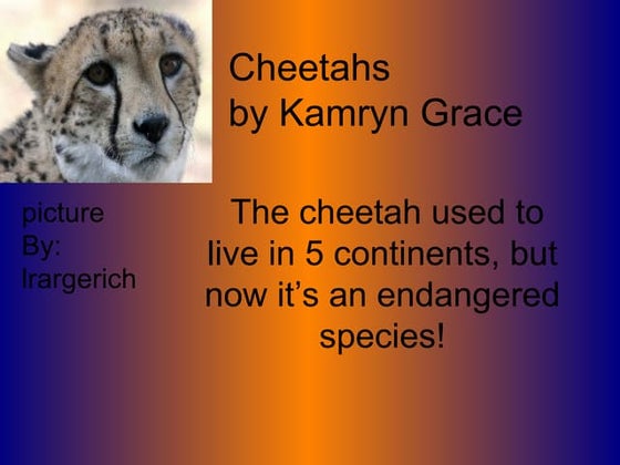 African Cheetahs by Alexa | PPT