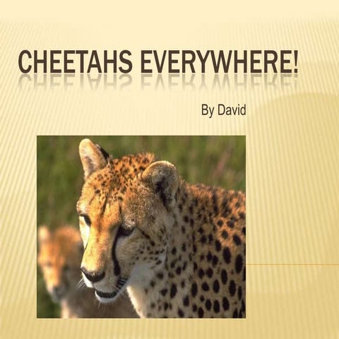 PresentacióN The Cheetah | PPT