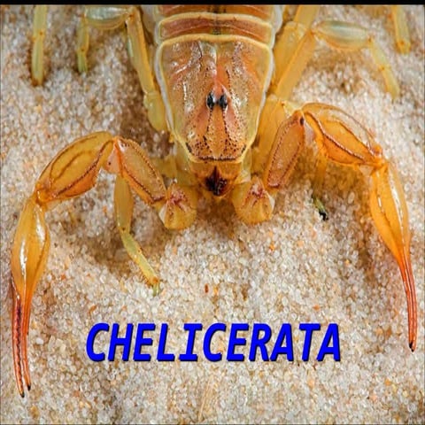 Chelicerata 2013 | PDF