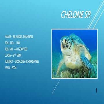 Chelone sp(Green Sea Turtle).pptxThe Green Sea Turtle is a reptile The ...