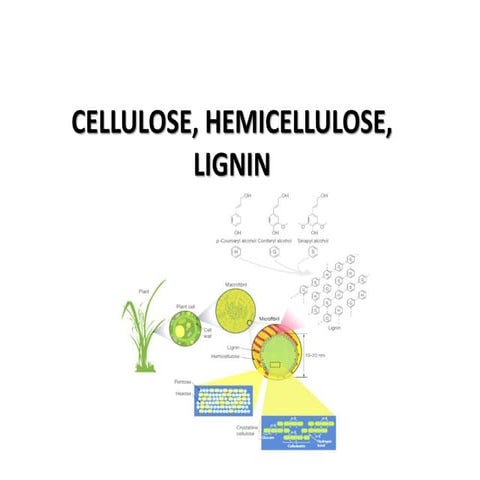 WOOD CHEMICAL COMPONENTS | PPTX