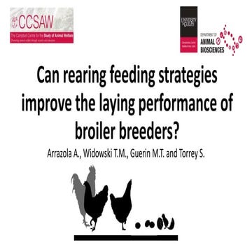Can rearing feeding strategies improve the laying performance of ...