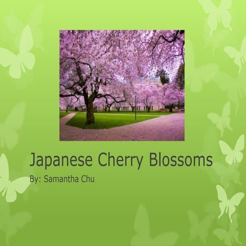 Cherry blossom | PPTX