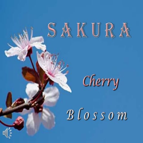 Cherry blossom sakura (v.m.) | PPT